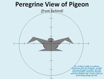 Watching the World Wake Up: Pigeon Week Part 3: Peregrine Attacks ...